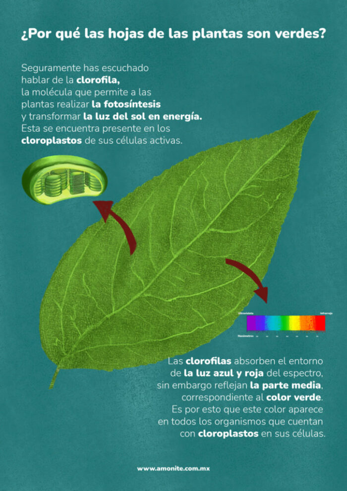 ¿Por qué las hojas de las plantas son verdes? • REVISTA LATINA